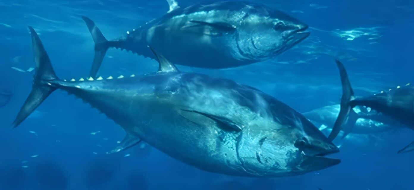 Comisión Interamericana Del Atún Tropical, Ley 579 De 2000