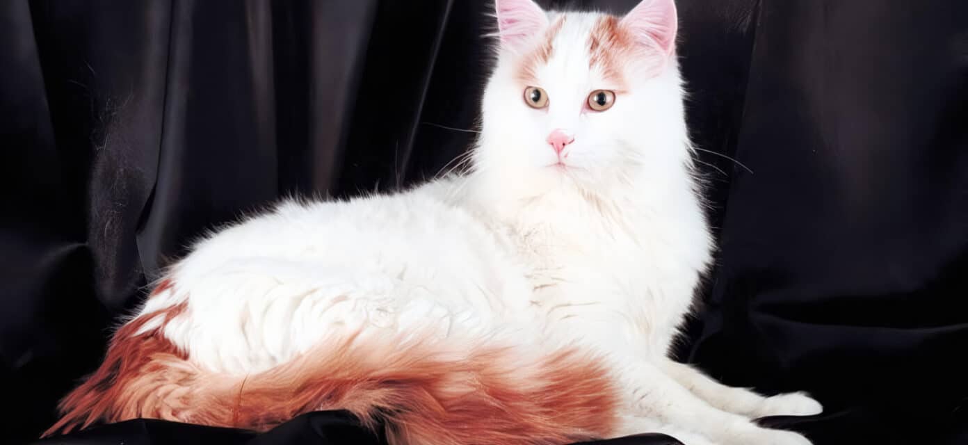 El Gato Van Turco - Razas de Gatos