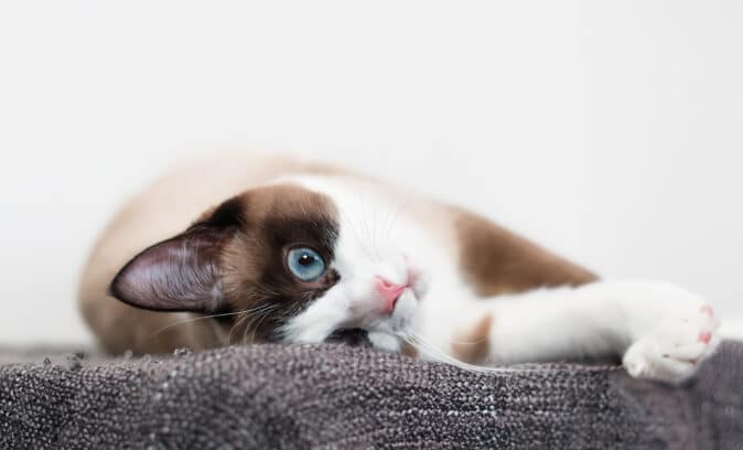 Razas de Gatos | Características, Comportamiento y Cuidados