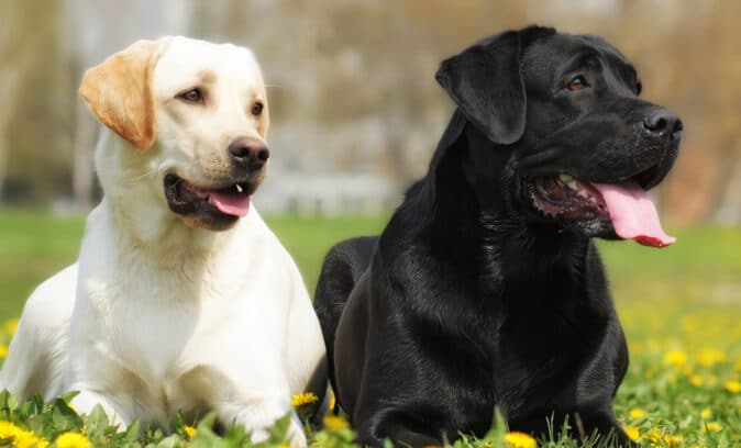 Razas de Perros | Características, Comportamiento y Cuidados