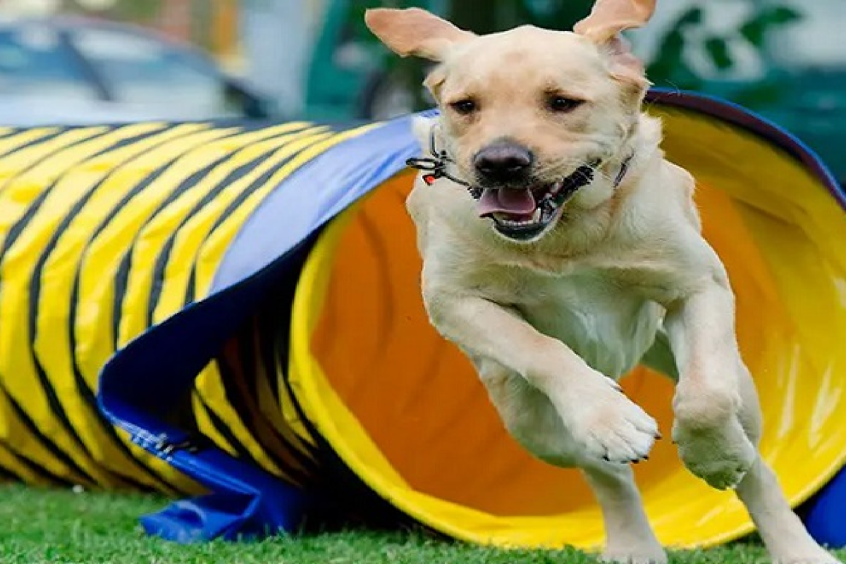 Cómo Participar en Campeonatos de Agility - Entrenamiento