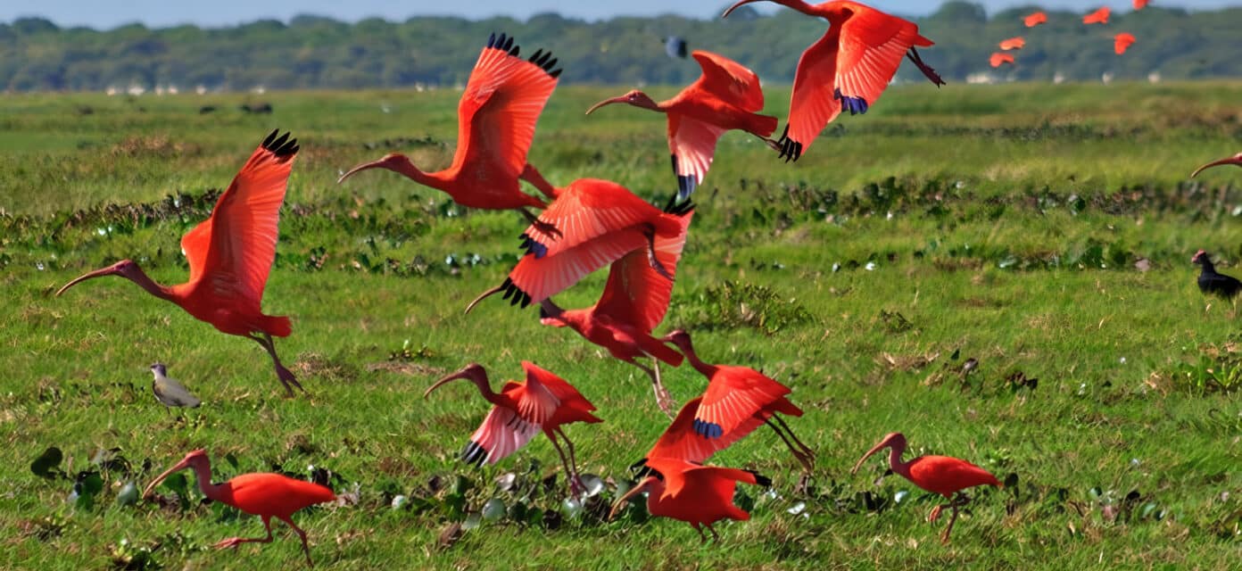Departamento del Casanare: municipios, clima, economía, turismo