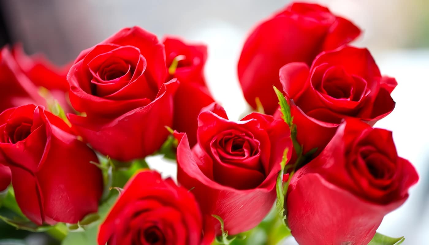 Producción Más Limpia De Rosa Y Clavel, Floricultura