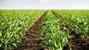 Unidades Municipales de Asistencia Técnica Agropecuaria