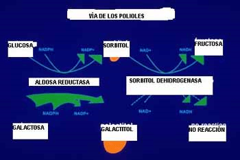 PATOGÉNESIS DE LAS COMPLICACIONES MICRO VASCULARES DE LA DIABETES