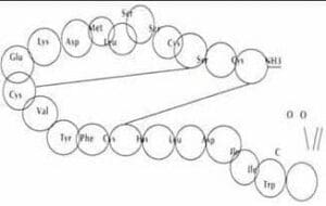 Célula Endotelial, Principales Metabolitos, Menopausia