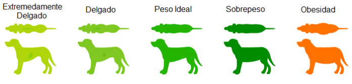 Conoce el Peso Ideal de tu Perro Según su Raza