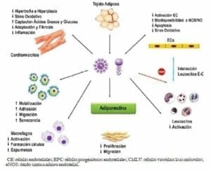 Adiponectina una Adipoquina Multifuncional, Adiponectina