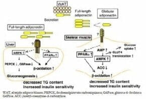 Adiponectina una Adipoquina Multifuncional, Adiponectina