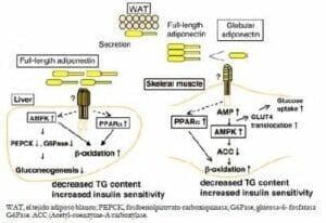 Adiponectina una Adipoquina Multifuncional, Adiponectina