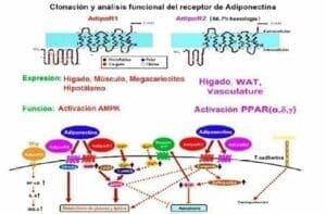 Adiponectina una Adipoquina Multifuncional, Adiponectina