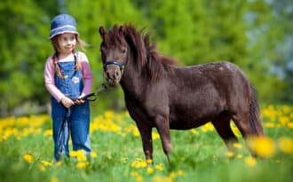 Pony, Cuidados Del Pony, Alimentación Del Pony, Mascotas