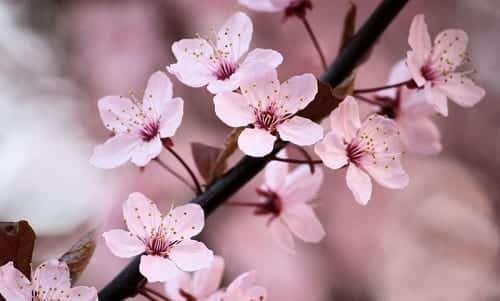 ¿qué Flores Son Ideales Para Regalar Vida Y Estilo