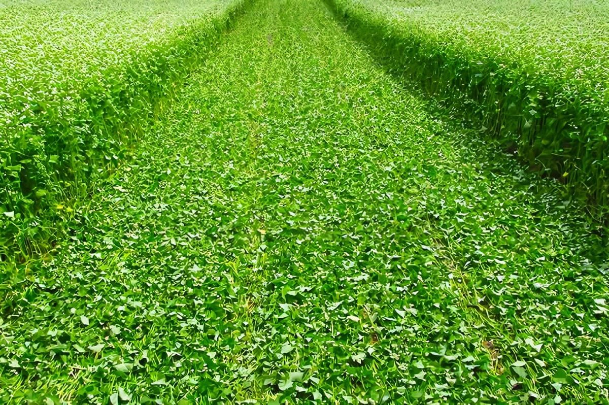 Suelos Fluvisoles - Temas de Agronomía