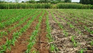 ¿Qué es la Labranza? - Temas de Agronomía