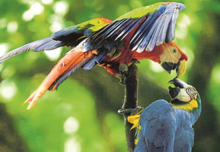 Fauna en Colombia, Características, Mamíferos, Aves, Mariposas, Peces