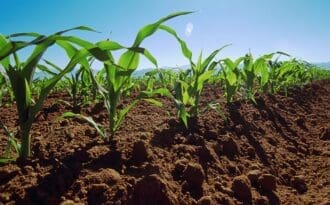 Todo Sobre el Suelo, Formación del Suelo, Conservación e Importancia