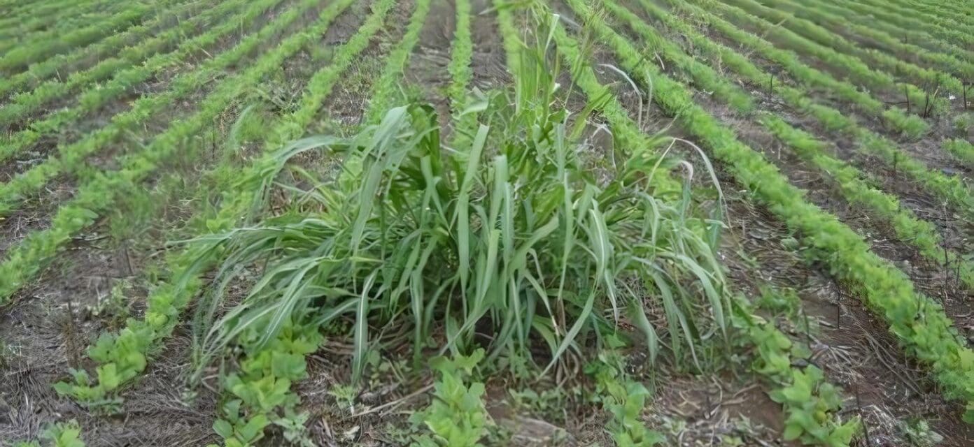 Maleza, Control de la Mala Hierba, Tipos de yuyo