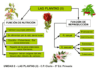 Cuáles son las Funciones de las Plantas