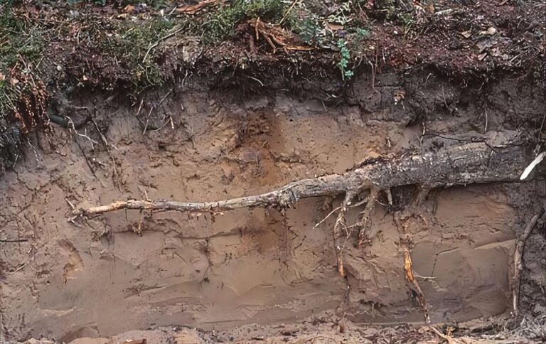 Suelos Leptosoles - Temas de Agronomía