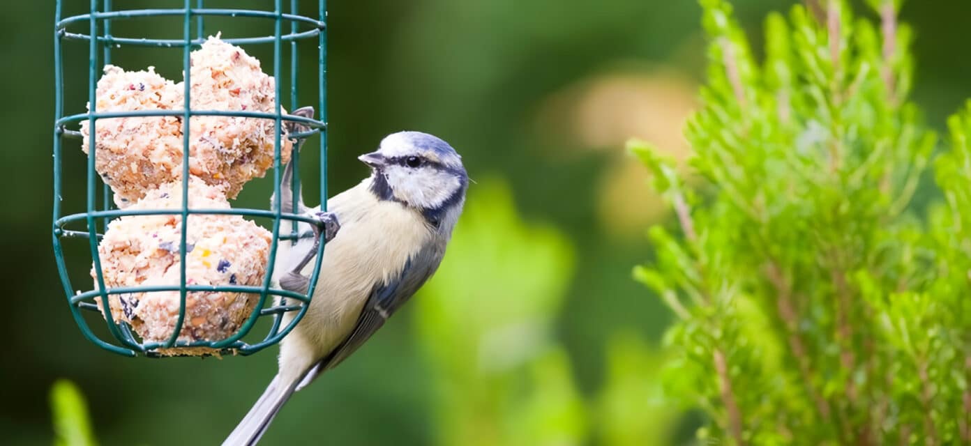 Mejores Alimentos Naturales para Pájaros