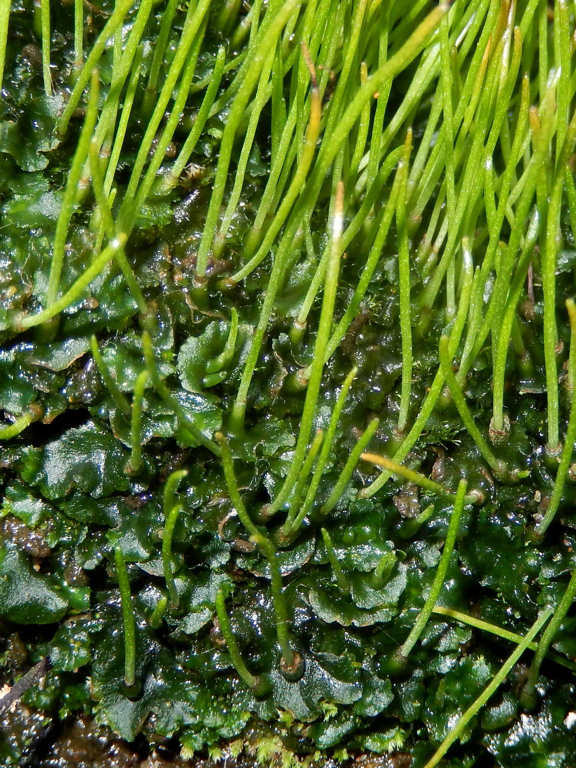 Antoceros - Temas de Agronomía