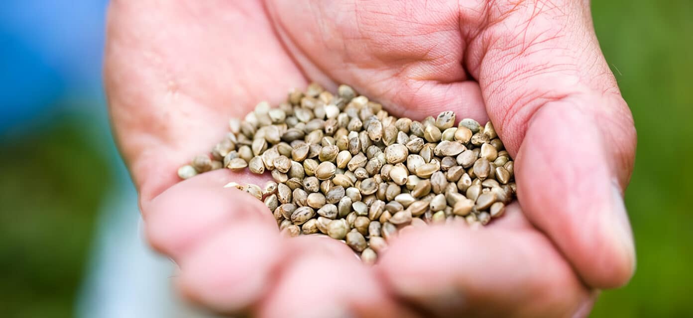Semillas producción, Simientes, Pepas y Frutos