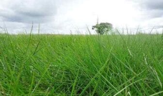 AGROINDUSTRIA, CULTIVOS DE FRUTAS, AGROINDUSTRIAL