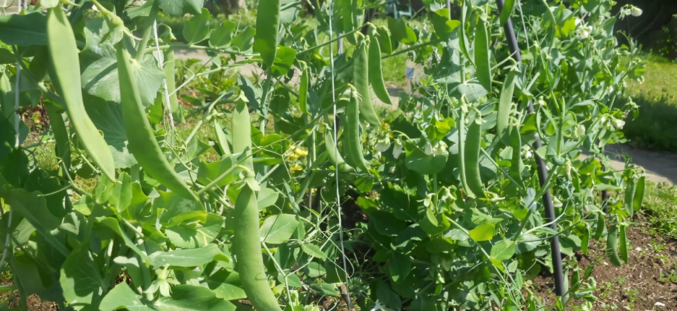 Cultivo de Ejote: Habichuelas o Judías Verdes | Siembra, Cosecha