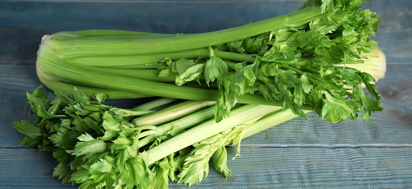 Cultivo de Apio: proceso agrícola para la siembra y cosecha