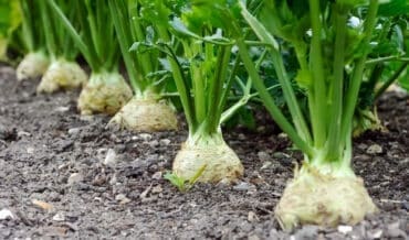 AGROINDUSTRIA, CULTIVOS DE FRUTAS, FLORICULTURA