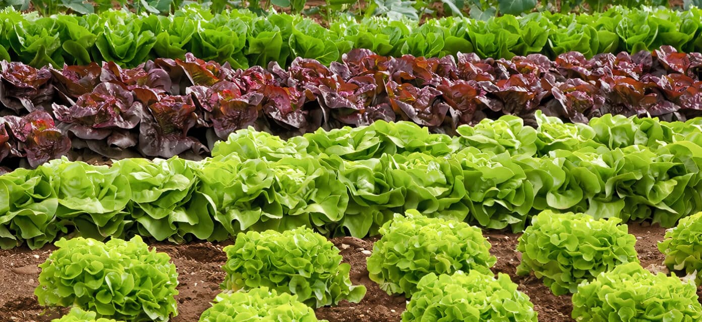 Cultivo de Lechuga: Guía para la siembra y cosecha