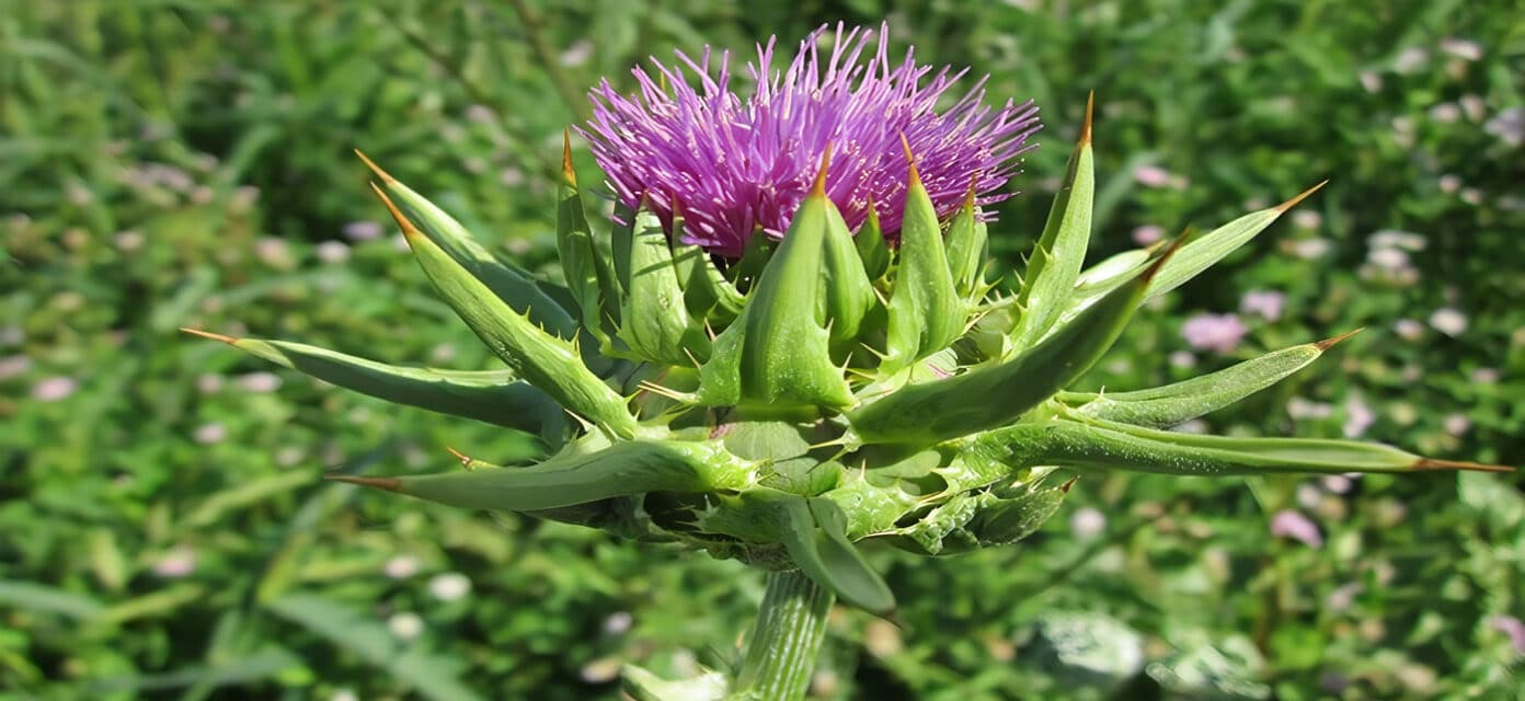 Cultivo de Cardo: Guía para Siembra, Cuidado y Cosecha - Temas de Agronomía
