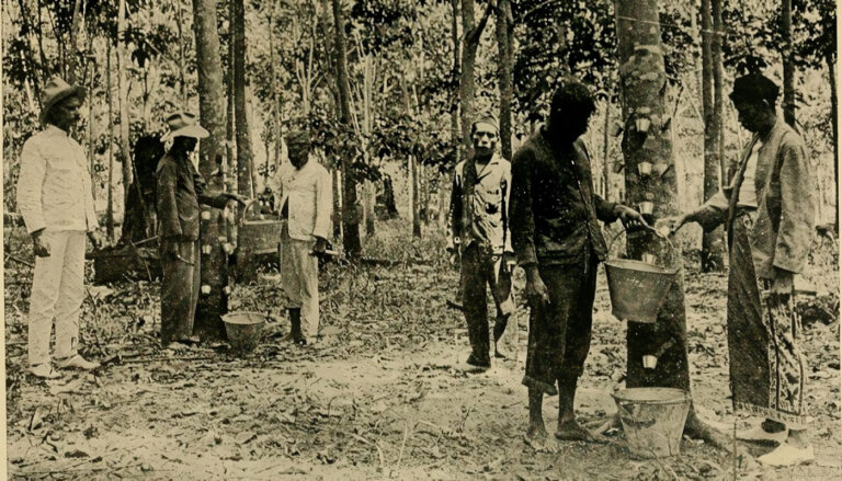 Fiebre del caucho en Colombia: historia, antencedentes y más