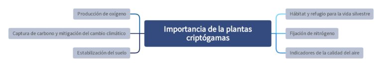 Plantas criptógamas: qué son, características, tipos y ejemplos