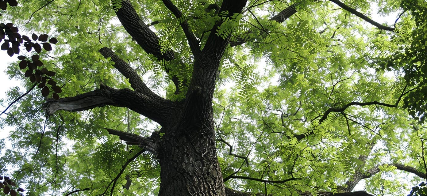 Plantas traqueófitas: qué son, tipos, características y ejemplos