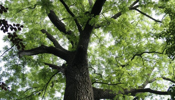 Plantas Traqueófitas qué son, Tracheophyta, Tracheobionta o Cormofitas