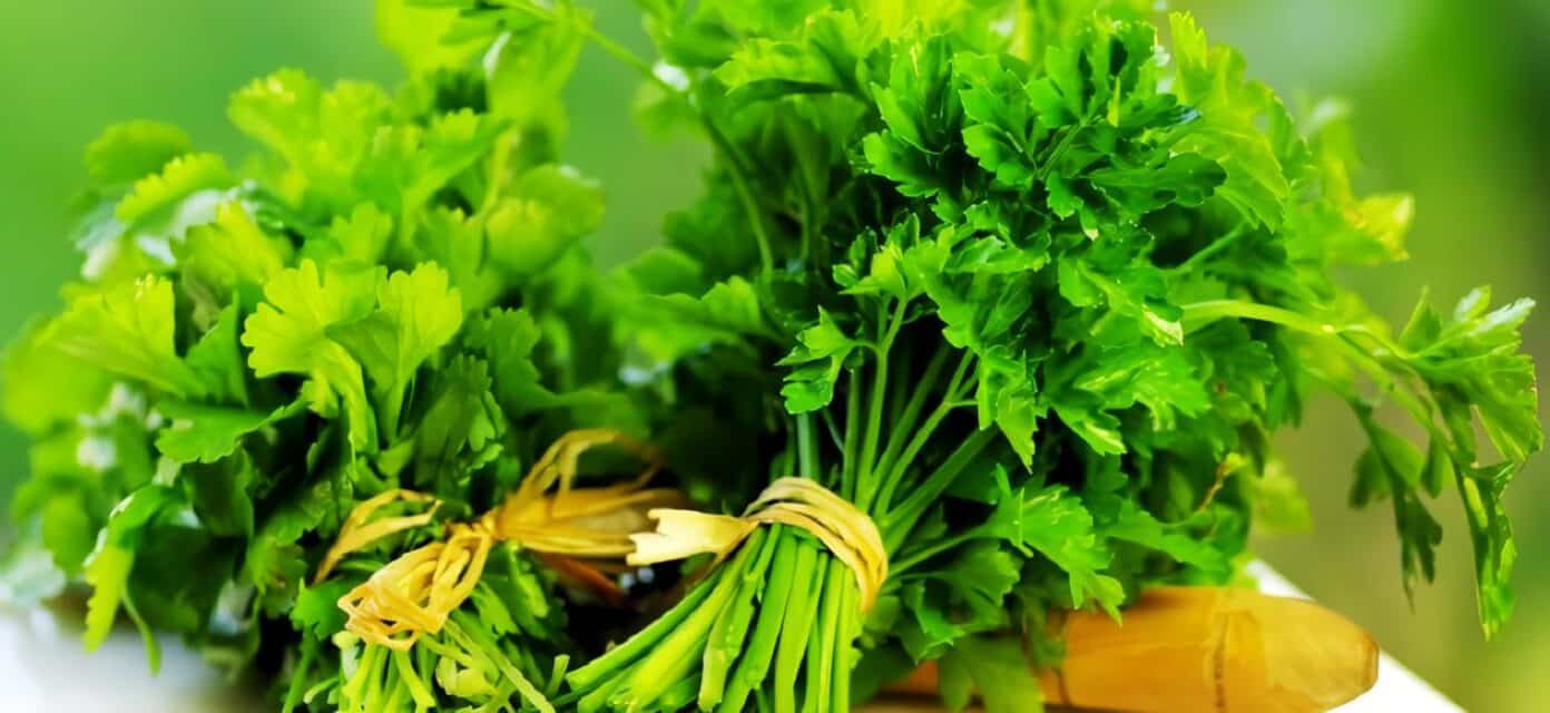Cultivo de Cilantro | Propiedades, tipos, hábitat y distribución
