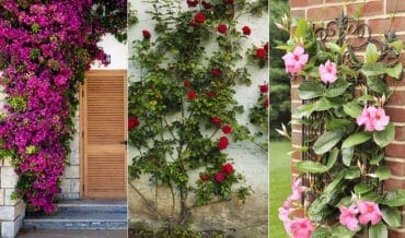 AGROINDUSTRIA, CULTIVOS DE FRUTAS, FLORICULTURA