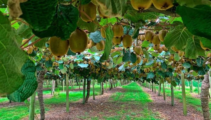 Cultivo de Kiwi: Todo lo que Necesitas Saber - encolombia.com