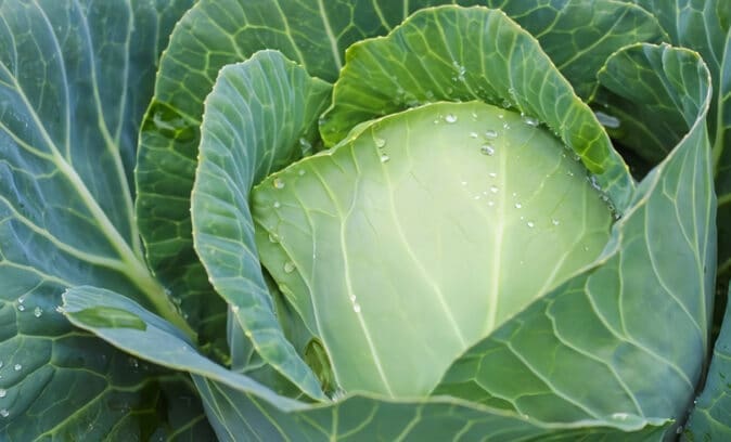 Agroindustria - Cultivos de Frutas - Floricultura - Economía