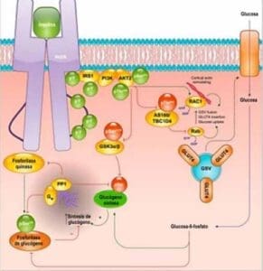 Resistencia a la Insulina | Endocrinología Reproductiva | Glucosa
