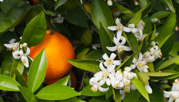 Guía para el Cultivo de Naranja: Siembra, Cuidado y Cosecha