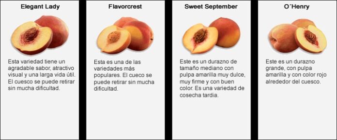 Guía para el Cultivo de Durazno: Siembra, Cuidado y Cosecha