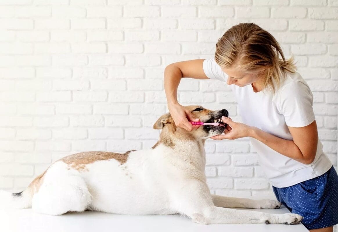 ¡Perros al Agua! – Cuida a tu Perro – encolombia.com