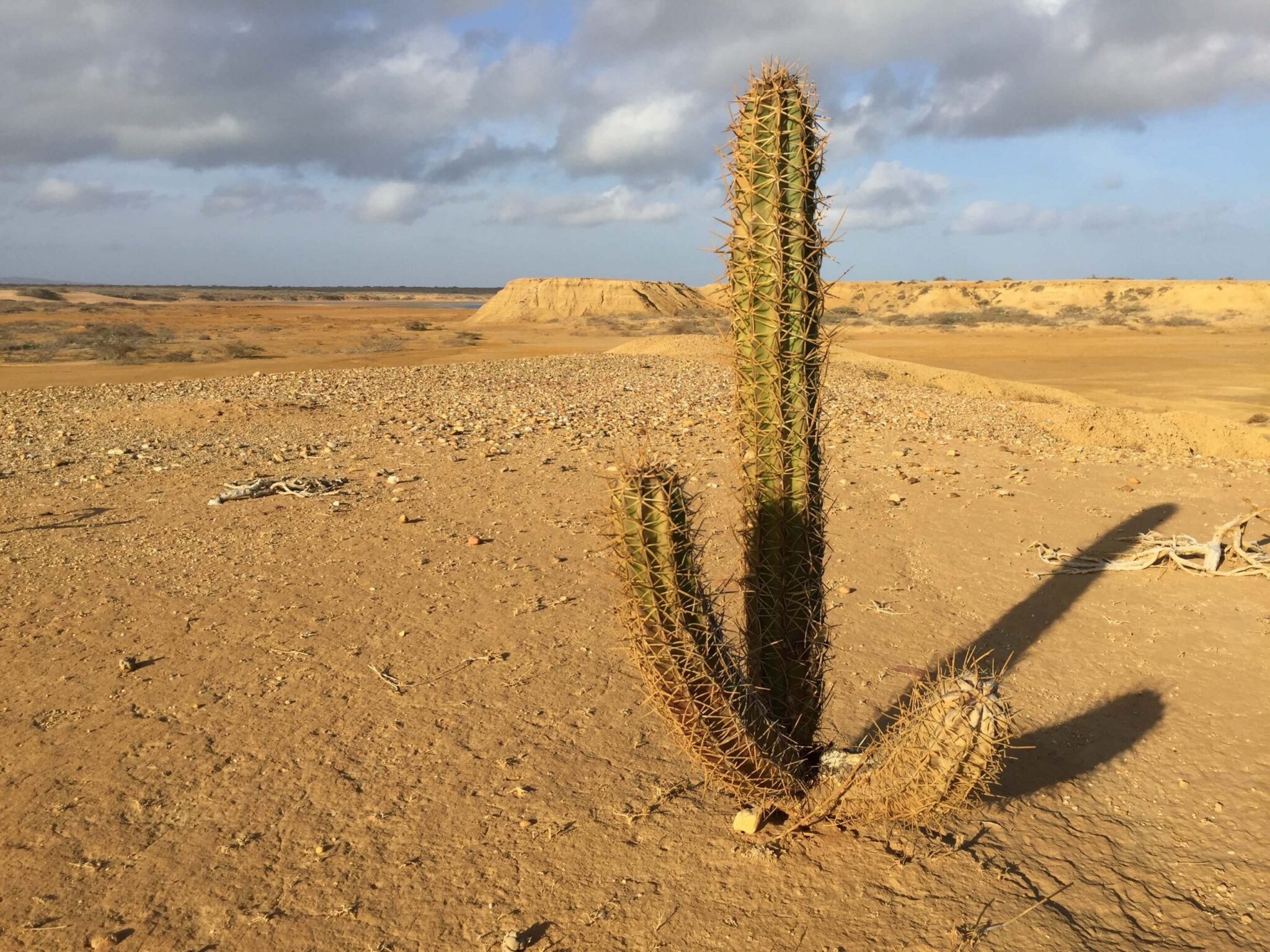 El desierto de La Guajira en Colombia: características importantes