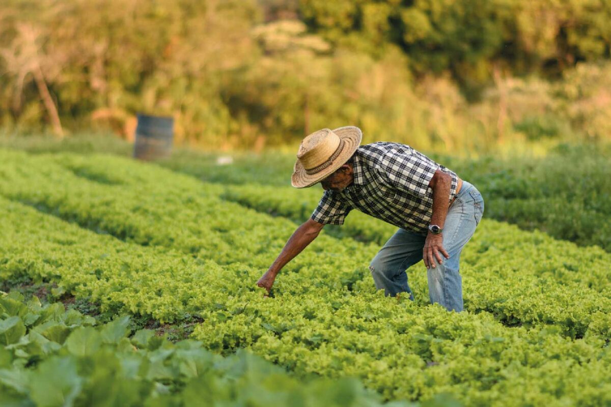 Manejo del agua en la agricultura: 8 técnicas sostenibles