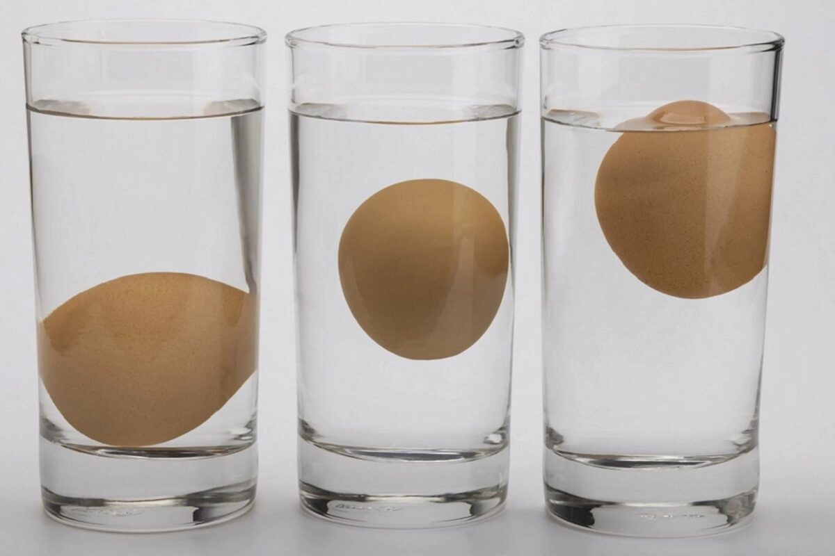 Tipos de Huevo y sus Características: De la Granja a tu Mesa 🥚